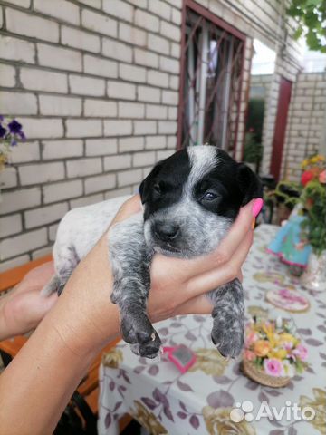 Щенки помесь дартхар и дворовый
