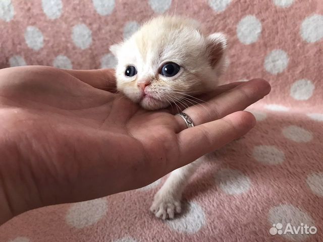Котик