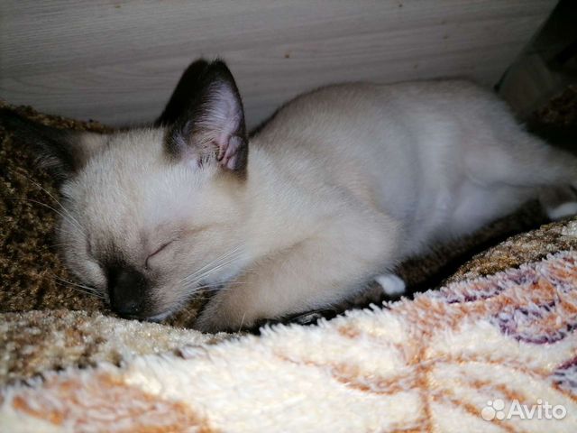 Сиамский котенок
