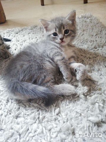 Котята