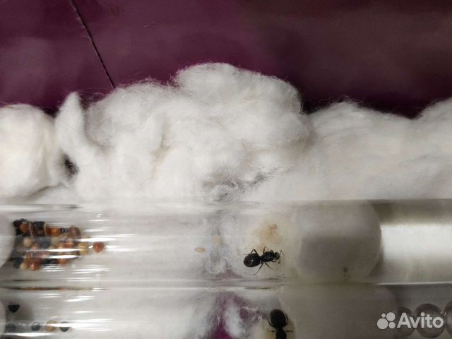 Муравьиная матка садовая