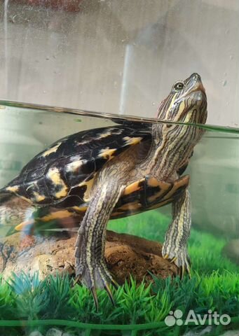 Красноухая черепаха бесплатно