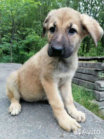 Калина ищет дом