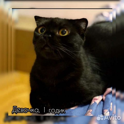 Котята, кошечки, котёнок в дар, в добрые руки