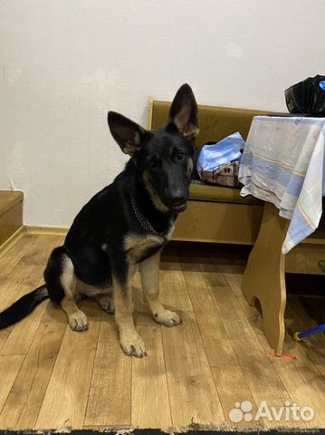 Восточно европейская овчарка