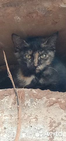 Черепаховая маленькая кошечка в лесу