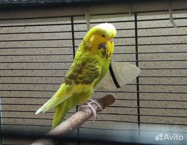 Волнистые попугаи + чехи с 2 клетками и стендами