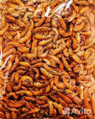 Продам Гаммарус крупный просеянный