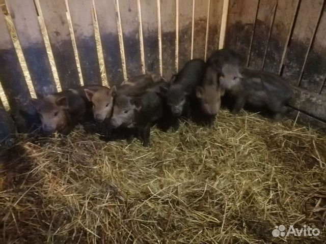 Бараны и Вьетнамские поросята