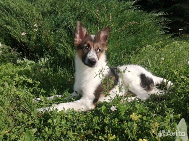 Щенок в добрые руки