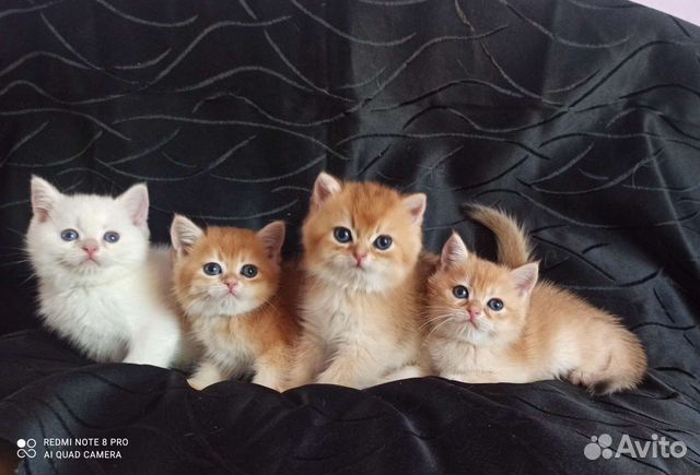 Золотые малыши NY 12, ny11, ny1233