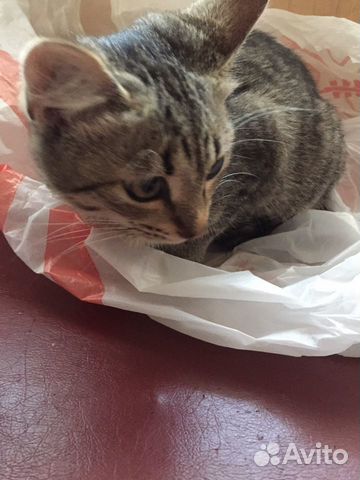 Котенок