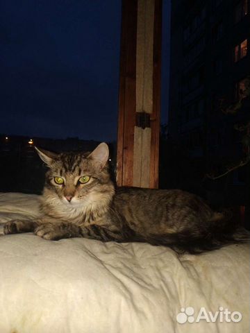 Кот в добрые руки