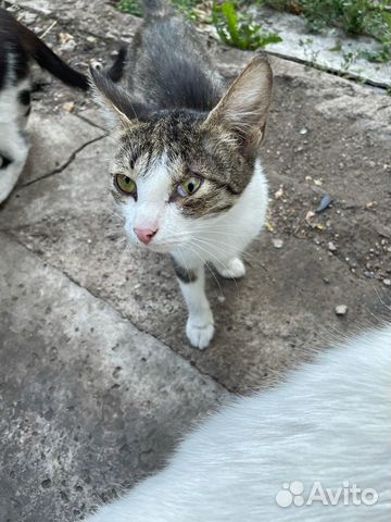 Маленький которебенок