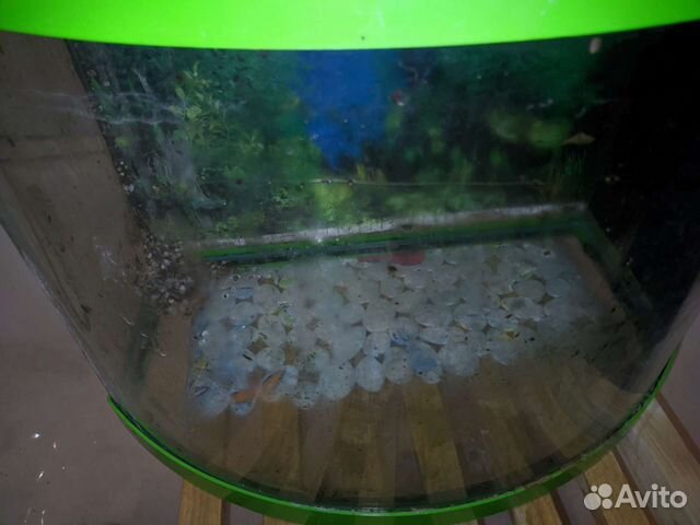 Аквариум и товары к нему
