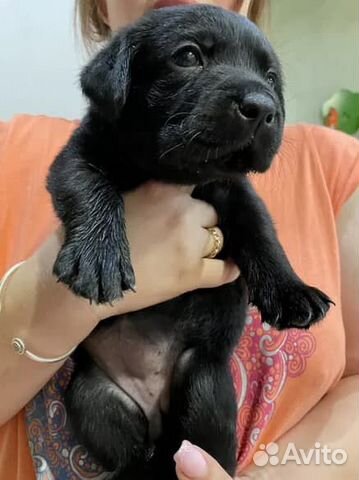 Продажа щенков лабрадора