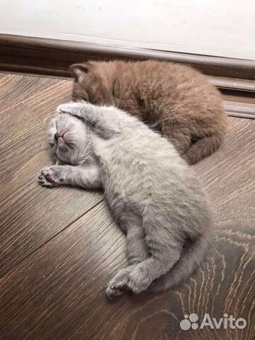 Британские котята