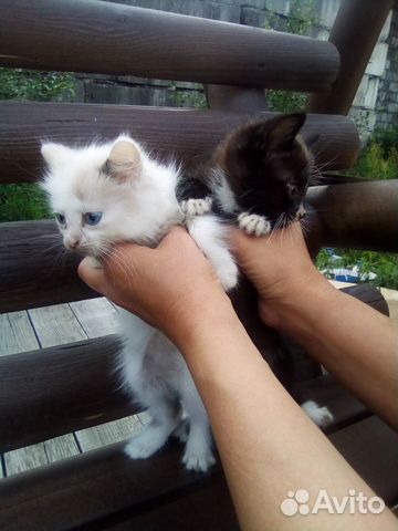 Отдам котят в добрые руки