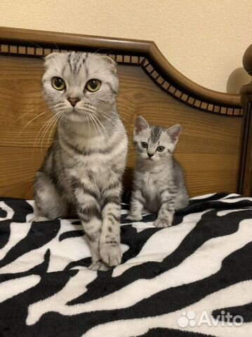 Шатланский котенок