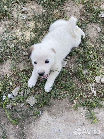 Щенок в добрые руки бесплатно