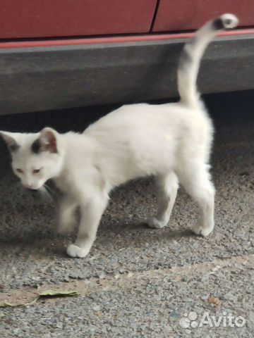 Котенок дворовый