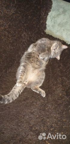 Отдам кота,2 года,кот кастрирован приучен к лотку