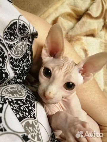 Канадский сфинкс котенок