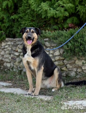 Собака в добрые руки