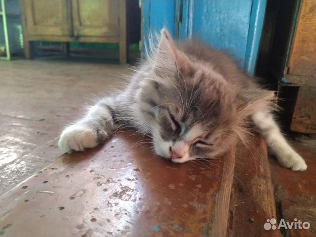 Пушистые котята в добрые руки