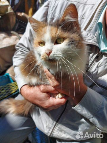 Кошка прибилась