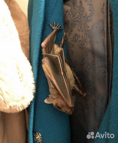 Животные, летучая мышь, крылан