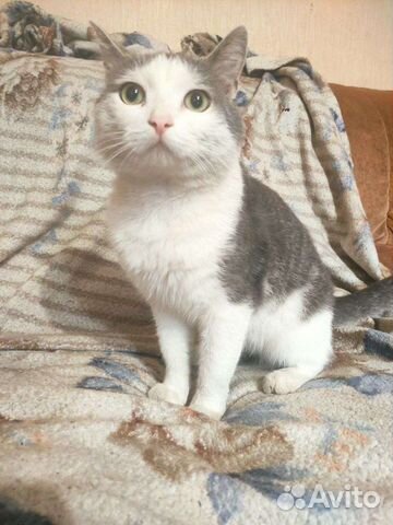 Котик в добрые рукм