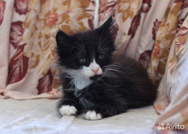 Котята черно-белые, 1.5 месяца, ищут дом