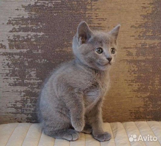 Котенок от русской голубой