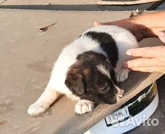 Чудесная девочка-Щенок любимым другом в Ваш дом