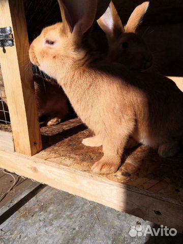 Кролики бургундские