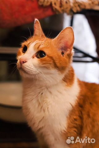 Котик Бублик в добрые руки