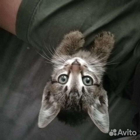 Котенок, мальчик