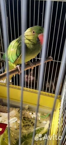 Ожереловый попугай