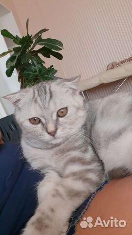 Шотландская