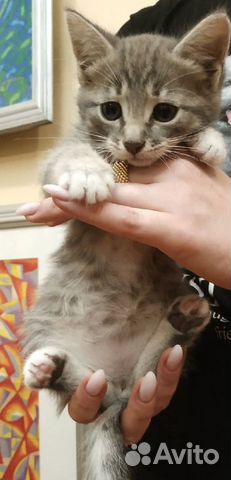 Котик Давид в добрые заботливые руки