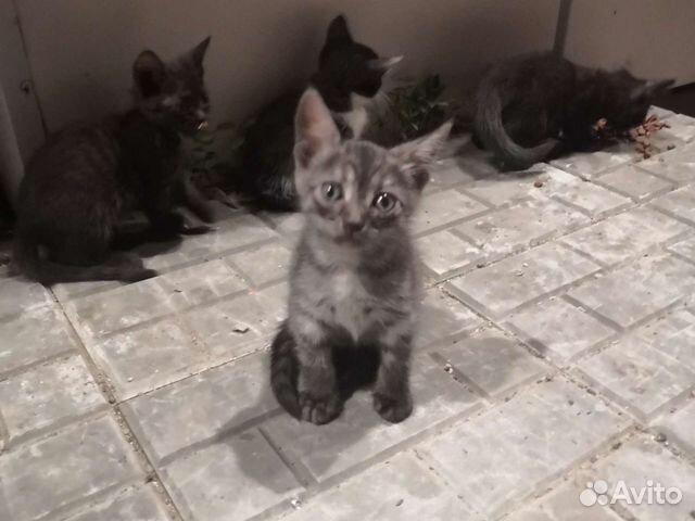 Котятами нужен дом