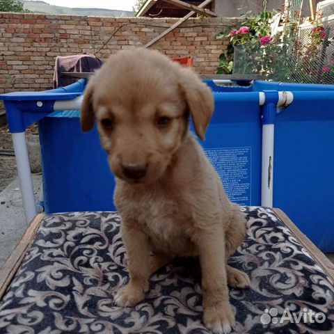 Собака в добрые руки щенков, подбросили оставить у