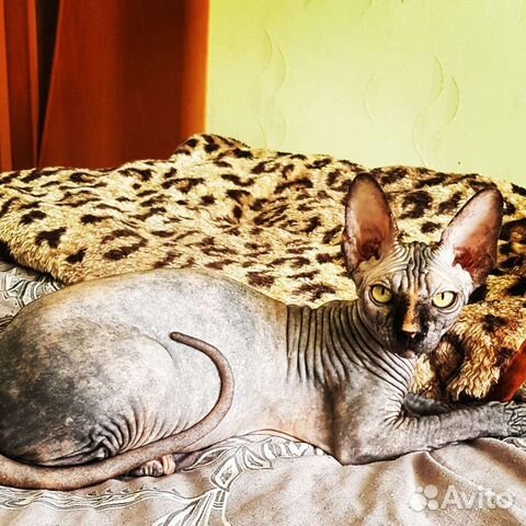 Канадский сфинкс девочки