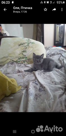 Шатланка,девочка