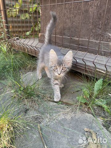 Нашлись котята, ищут новый дом