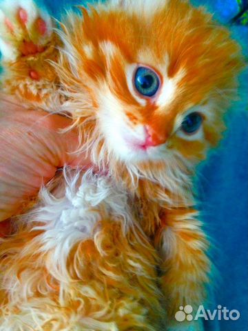 Солнечная сибирячка