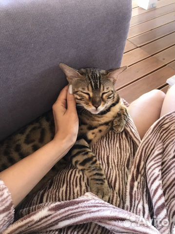 Бенгальская кошка