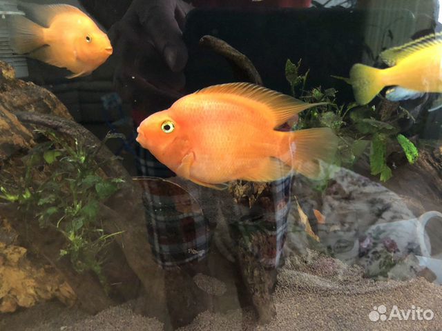 Рыбка аквариумная попугай