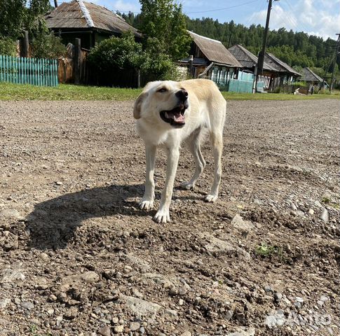 Анатолийская овчарка. Отдалим в доьрые руки. ср
